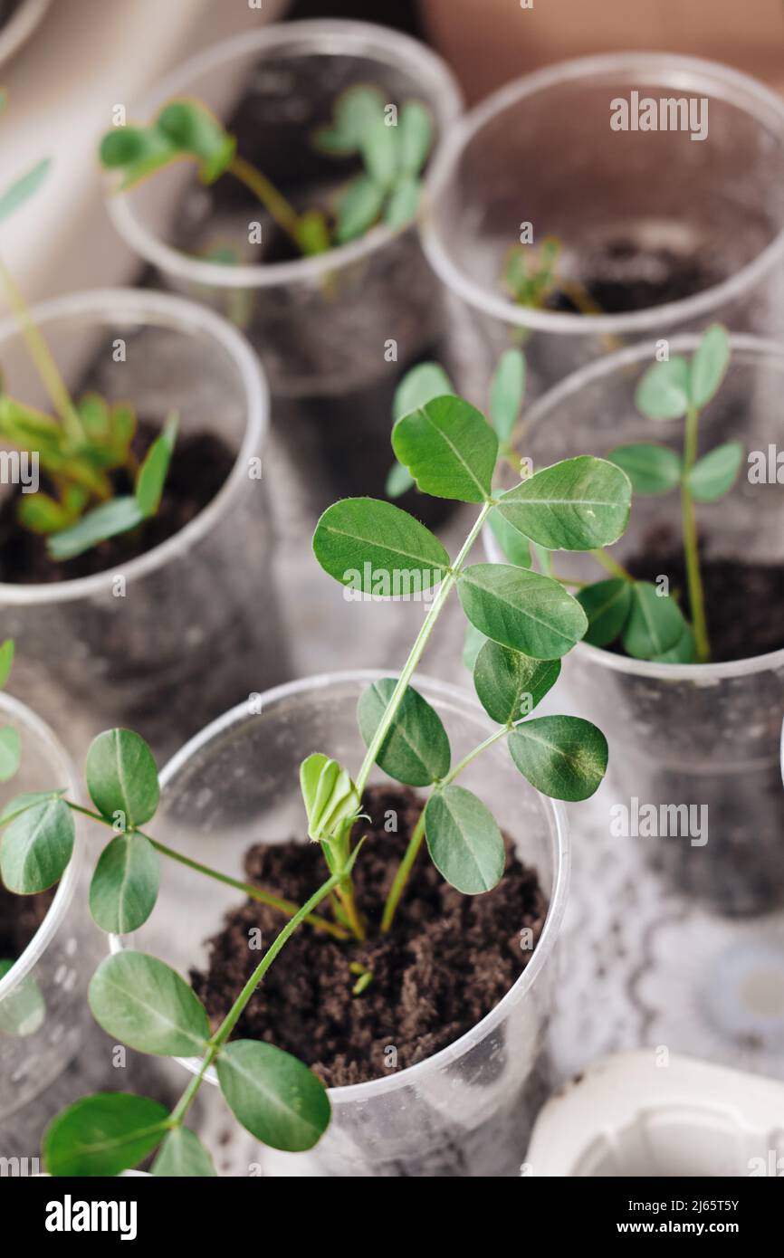 Groundnut leaf hi-res stock photography and images - Alamy