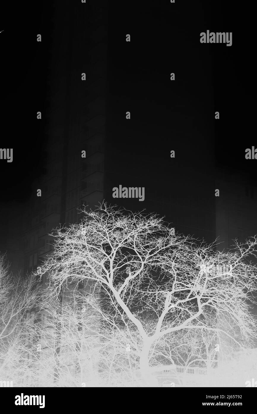 Trees growing in the park in a high contrast and negative view Stock ...