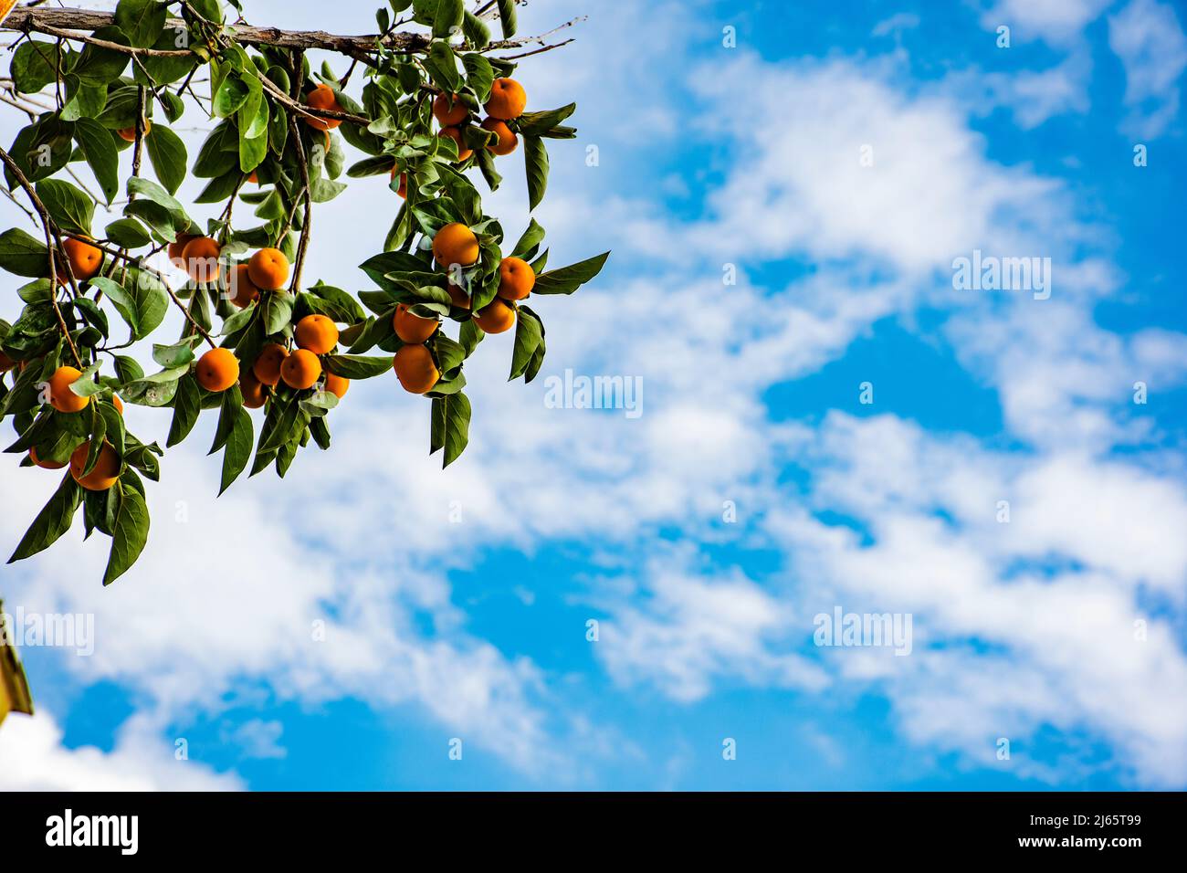 iran natur , iran , lavasan Stock Photo - Alamy