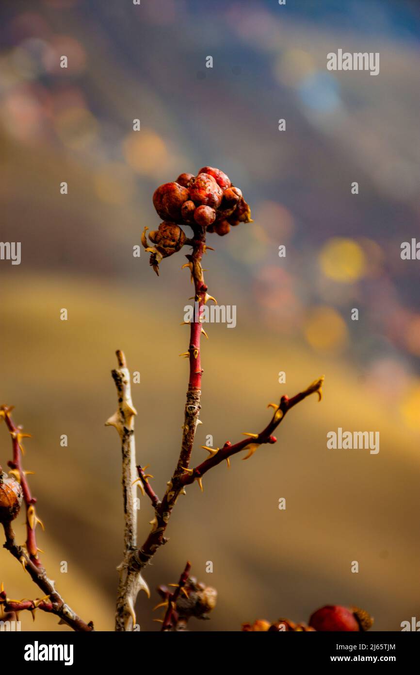 Lavasan hi-res stock photography and images - Alamy