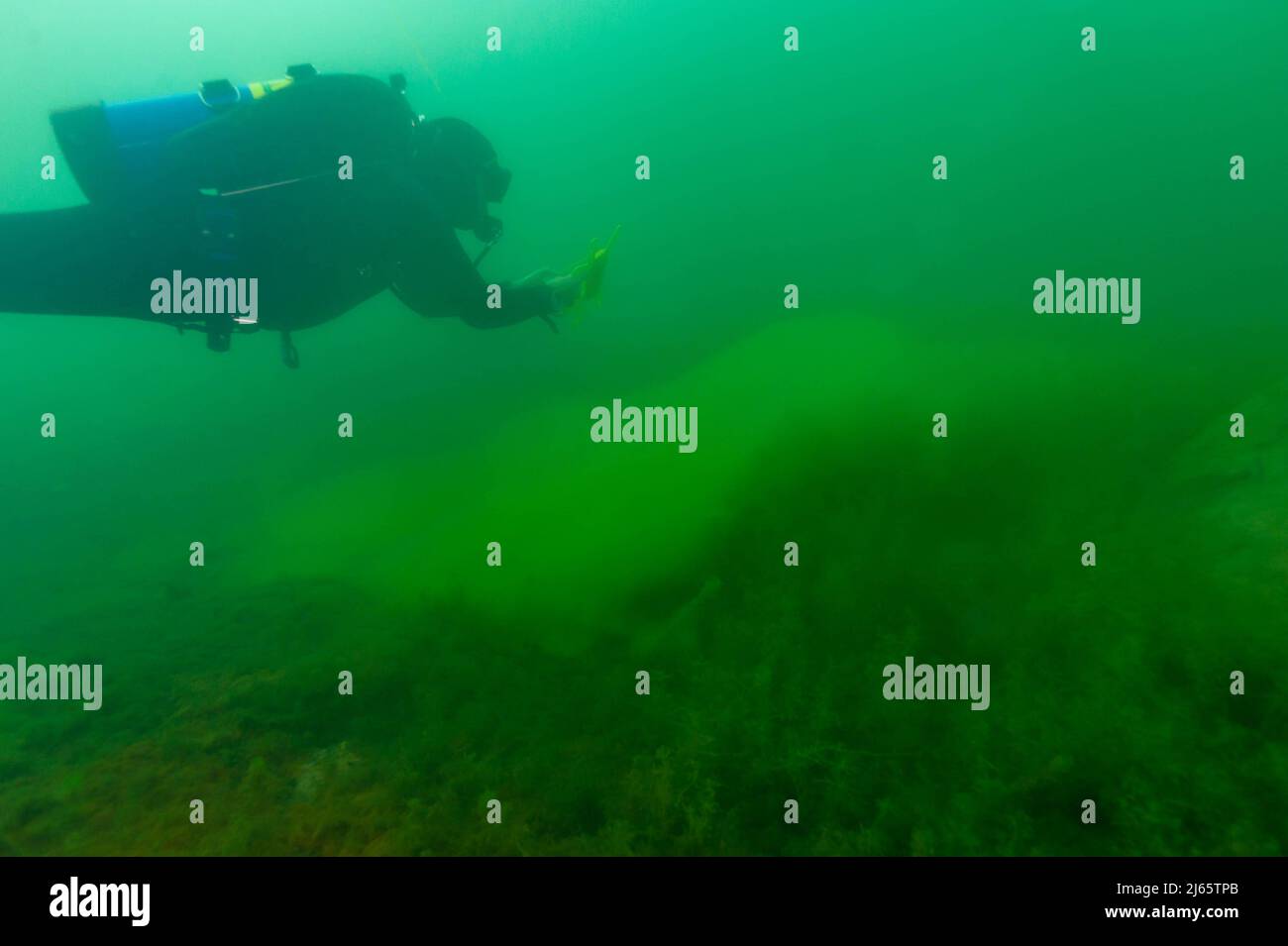 SCUBA diver exploring a murky inland lake with large algae mass Stock ...