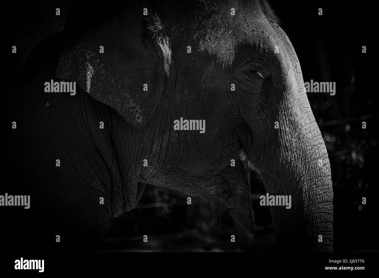 Gentle gaze hi-res stock photography and images - Alamy