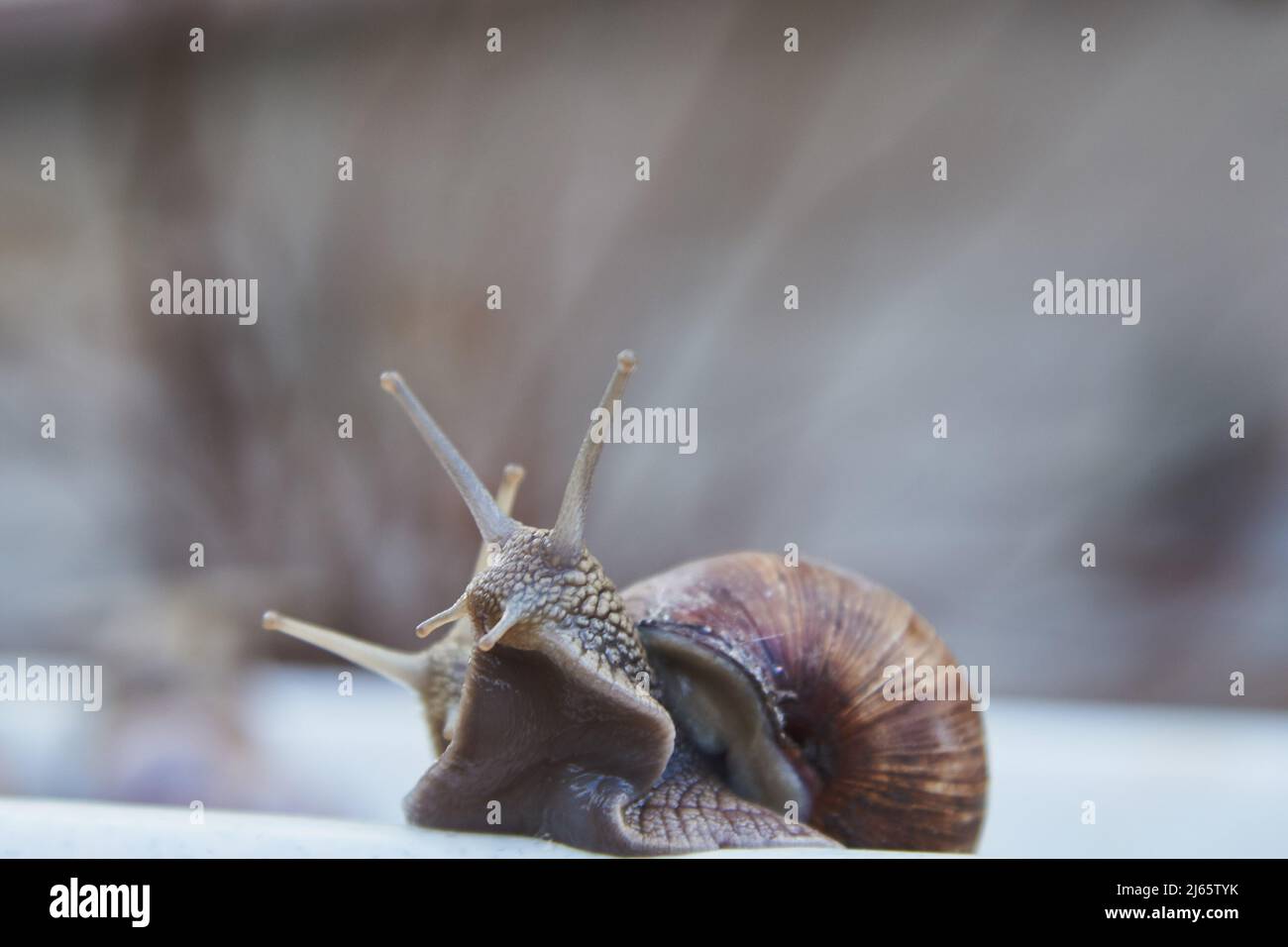 An ordinary large garden snail with antennae peeks out of a plastic ...