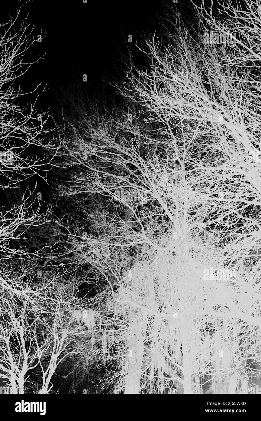 Trees growing in the park in a high contrast and negative view Stock ...