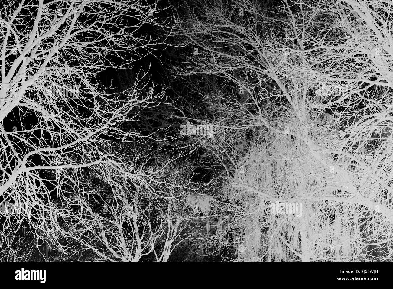 Trees growing in the park in a high contrast and negative view Stock ...