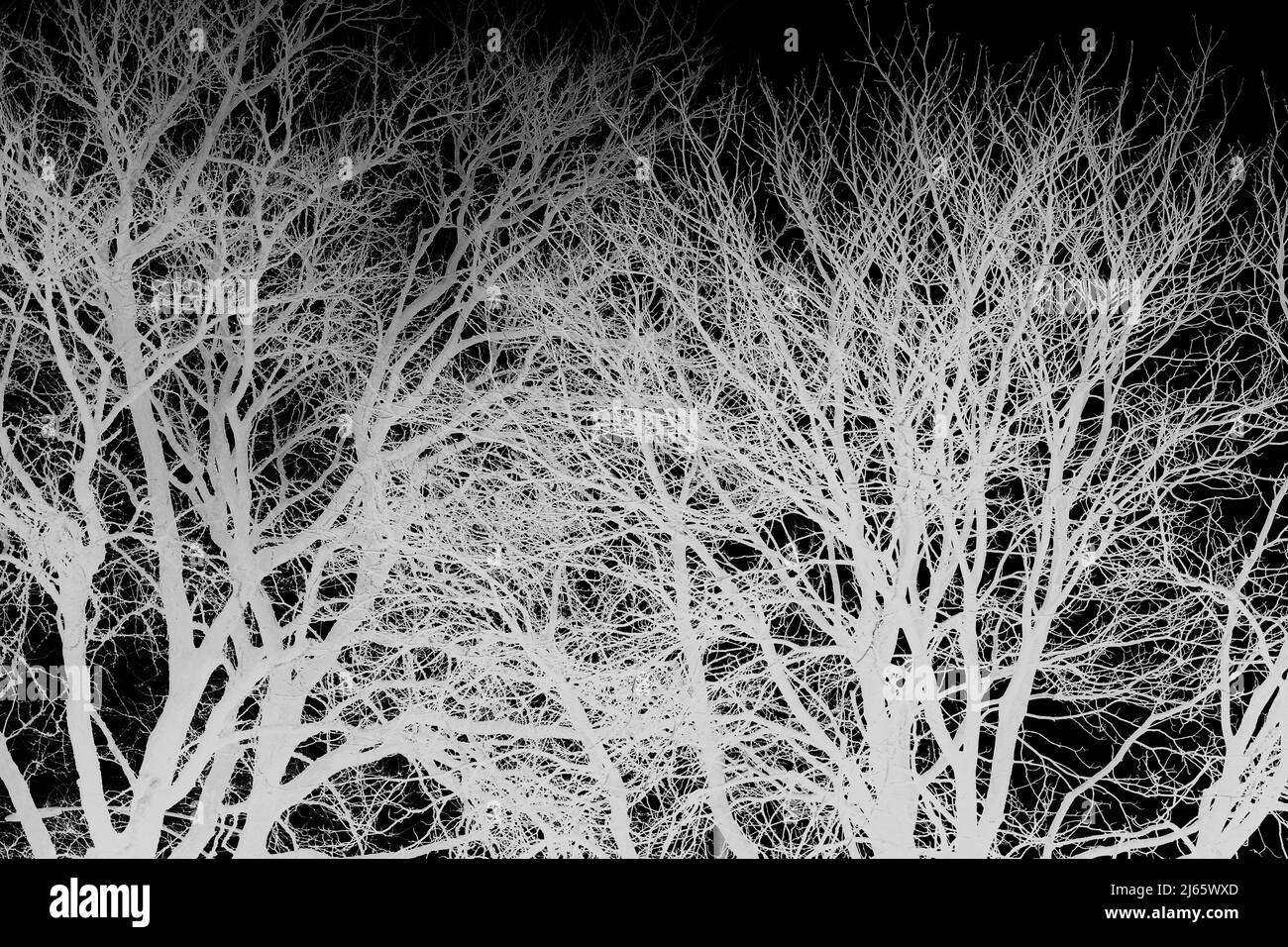 Trees growing in the park in a high contrast and negative view Stock ...