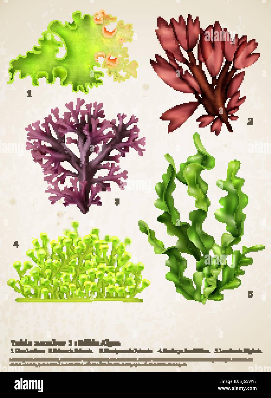 Realistic seaweed set with images of different underwater plants with ...
