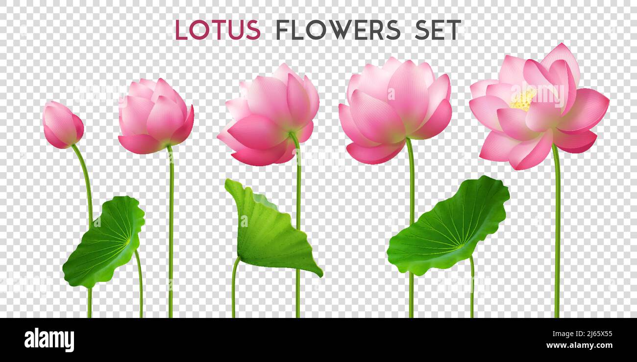Five beautiful pink realistic lotus flowers set ornamental horizontal ...
