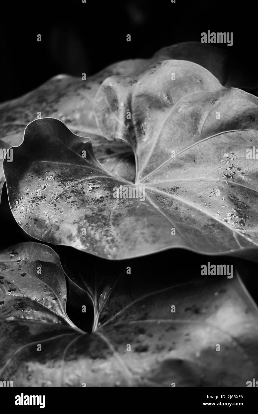 Beautiful sunny leafy plants growing in the summer garden in black and ...