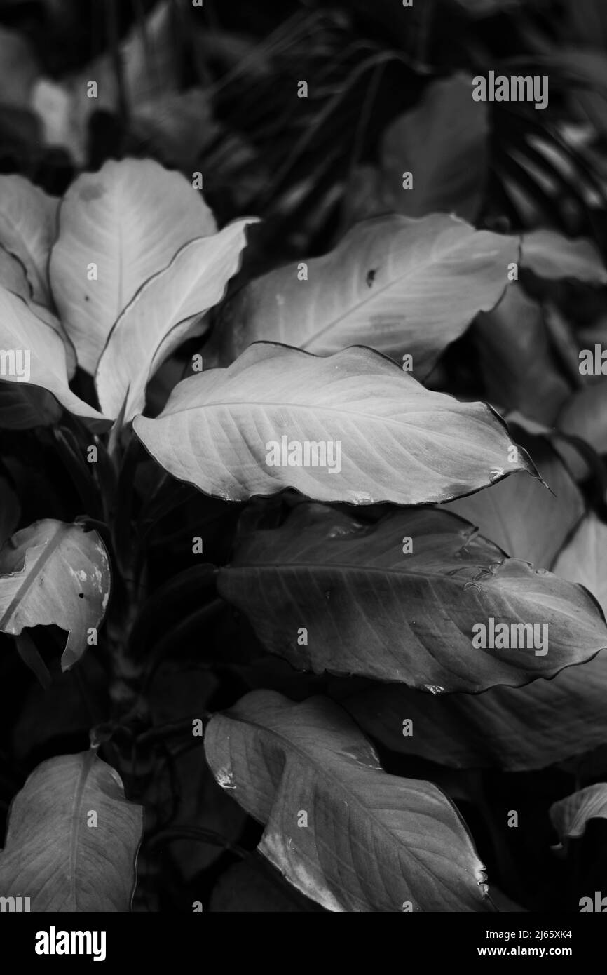 Beautiful sunny leafy plants growing in the summer garden in black and ...