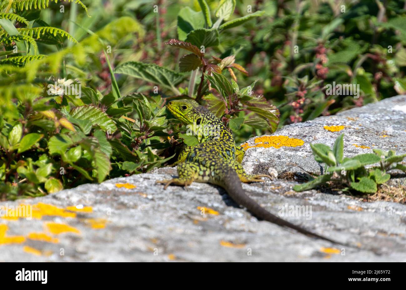 Vigo, Spain - Apr 24, 2020: Wild big green lizard in the sun of the ...