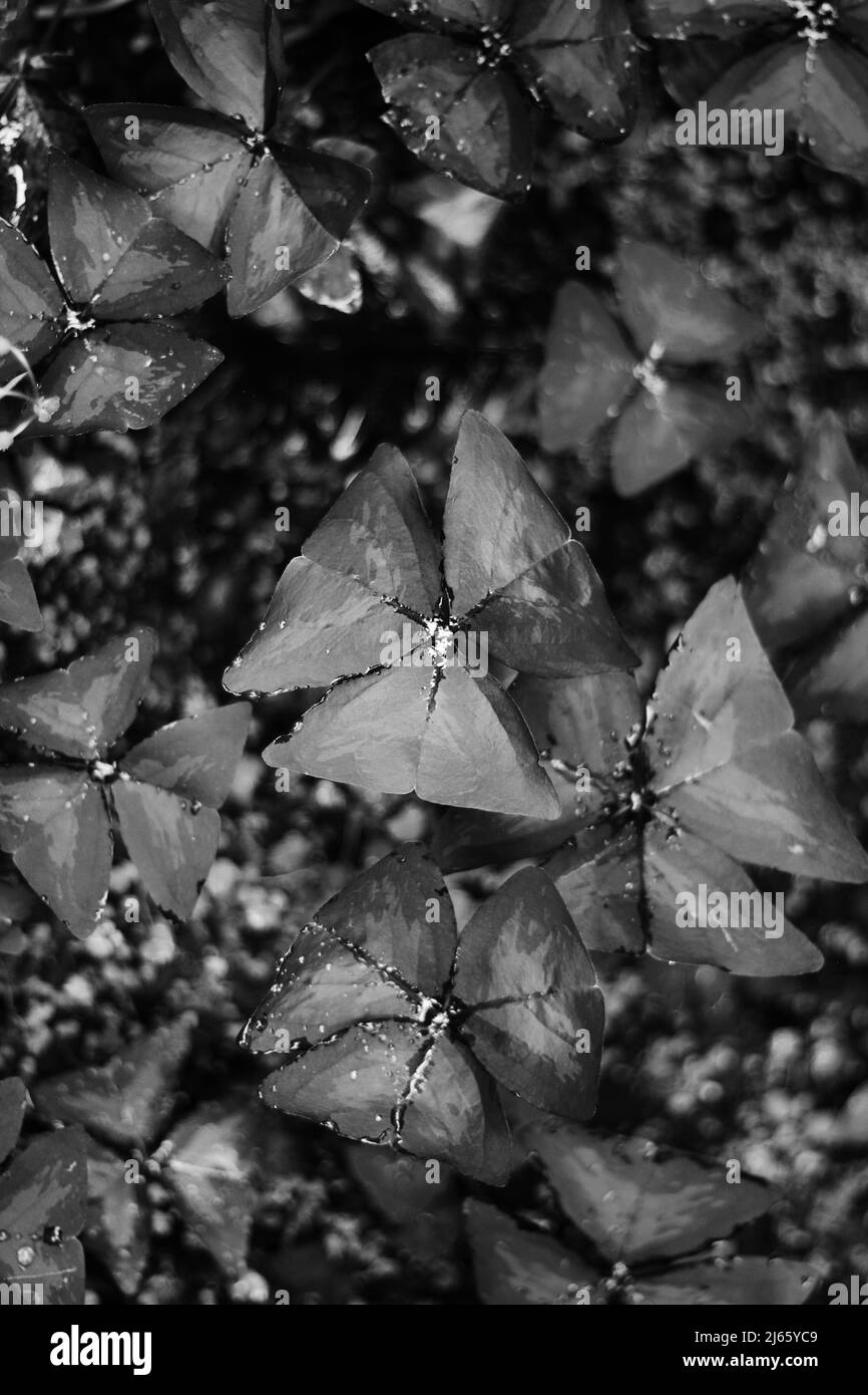 Gorgeous trefoil clover growing in the clover patch in the woods in ...