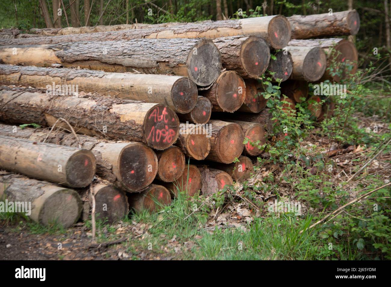 A forest path, on the edge felled trees are ready to be picked up ...