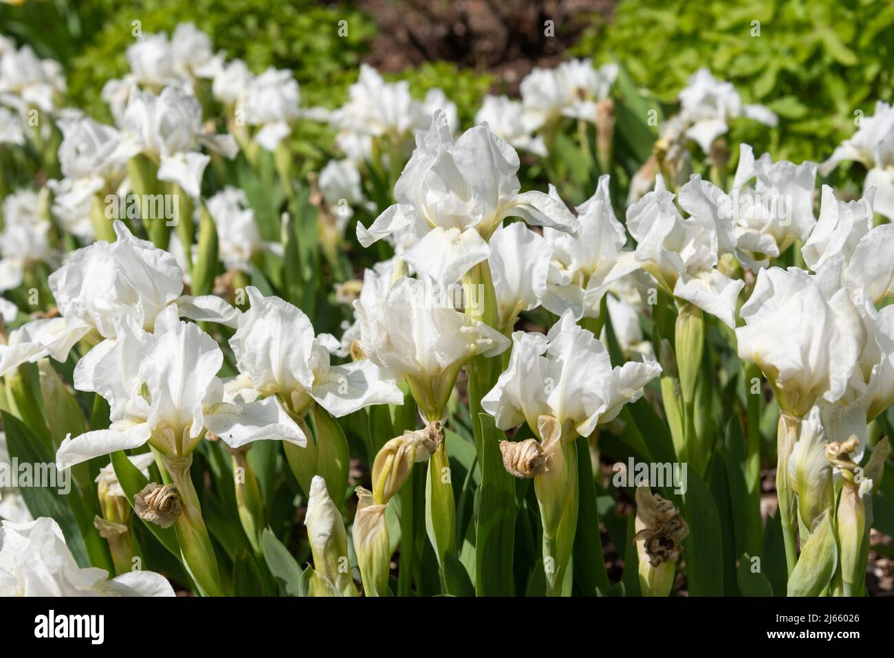 Dwarf irises garden hi-res stock photography and images - Alamy