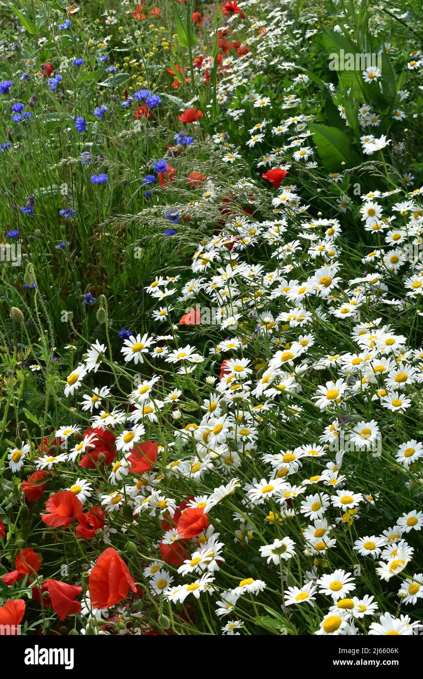 Different Types Of Flowers Stock Photo - Alamy