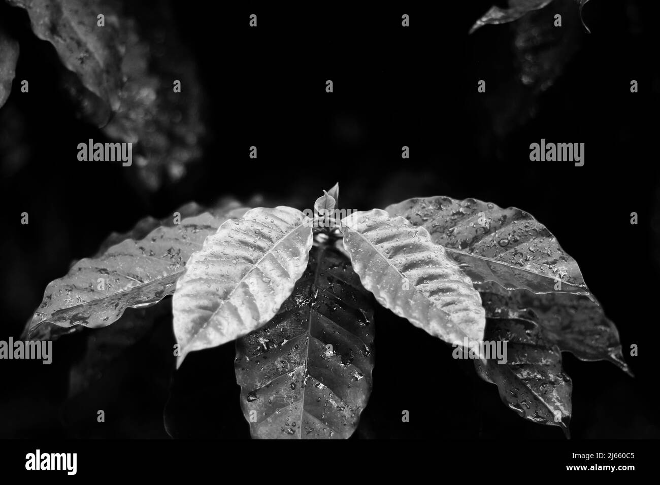 Lush green leaves of a natural tropical coffee plant Stock Photo - Alamy