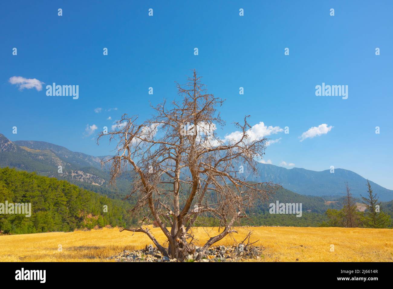 Grain field with forest hi-res stock photography and images - Alamy