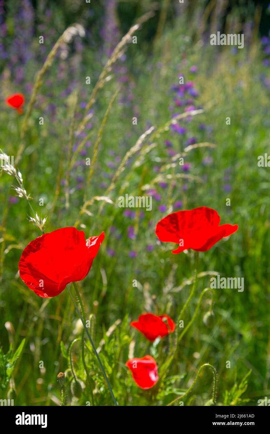 Poppy red fondo hi-res stock photography and images - Alamy