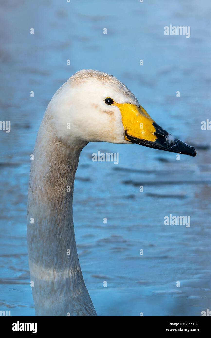 Whooper Swan (Cygnus Cygnus) neck which is a large white common ...