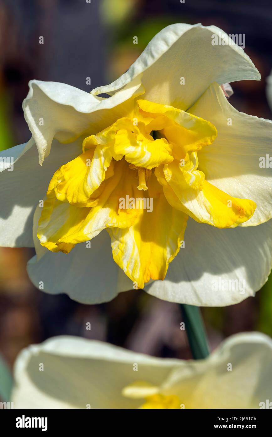 Daffodil 'Lemon Beauty' (narcissus) a spring flowering bulbous plant ...