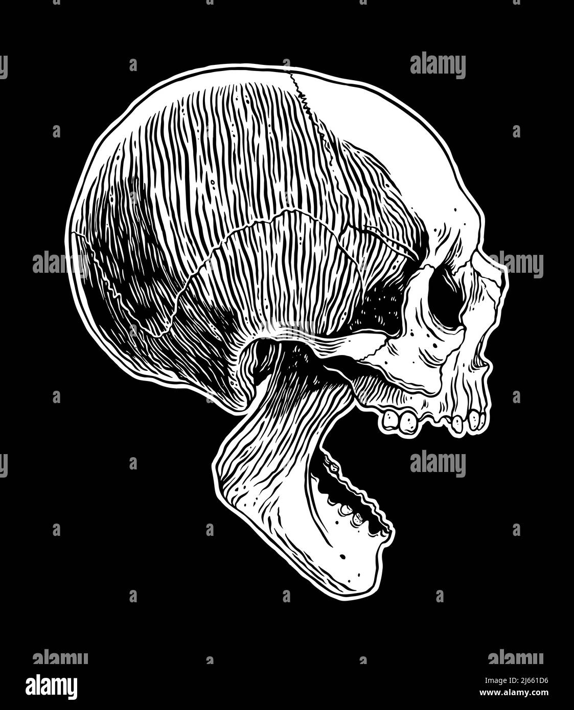 Anatomical Human Skull. Vector hand drawn illustration Stock Vector ...