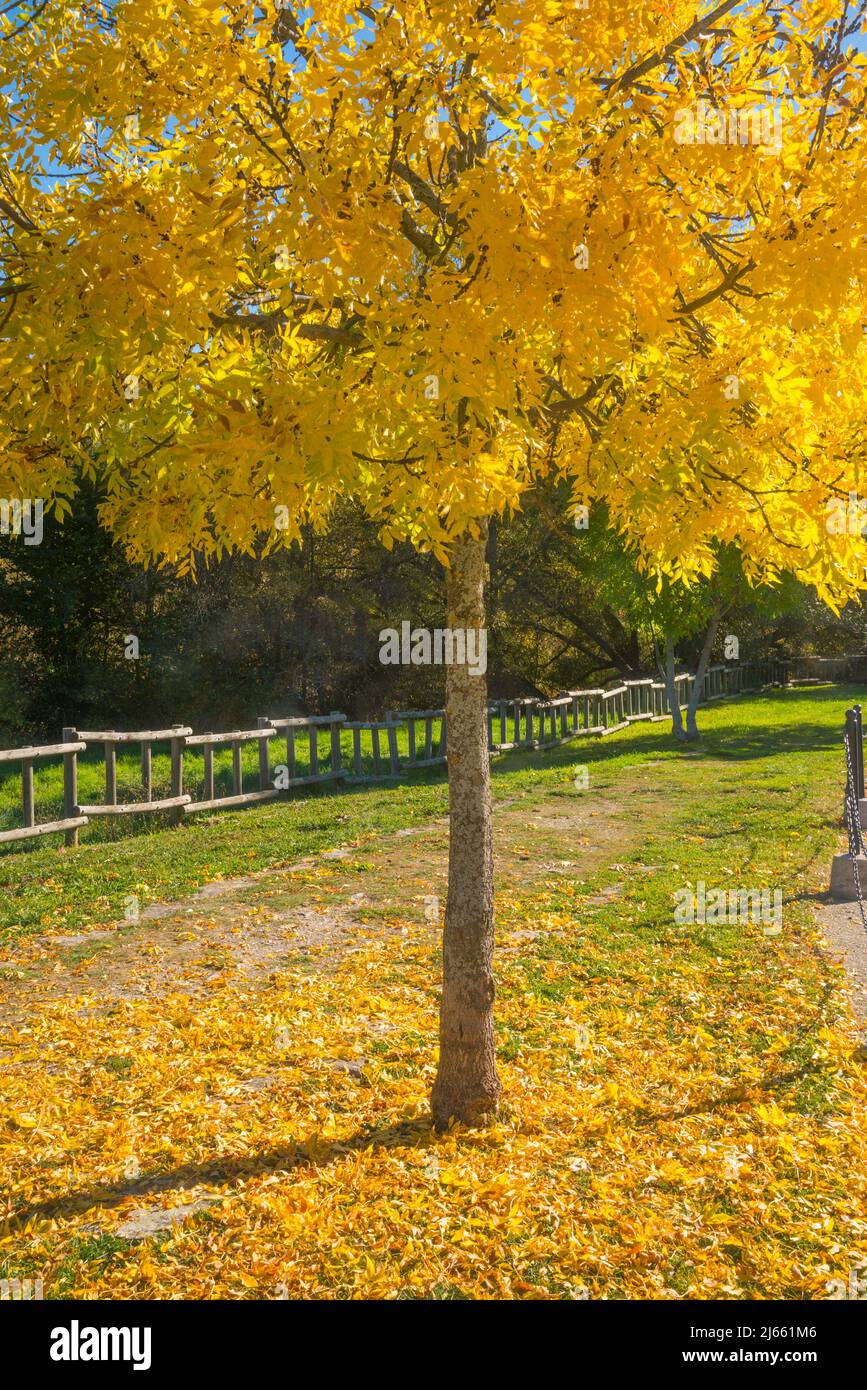 Deciduous tree in Autumn Stock Photo - Alamy