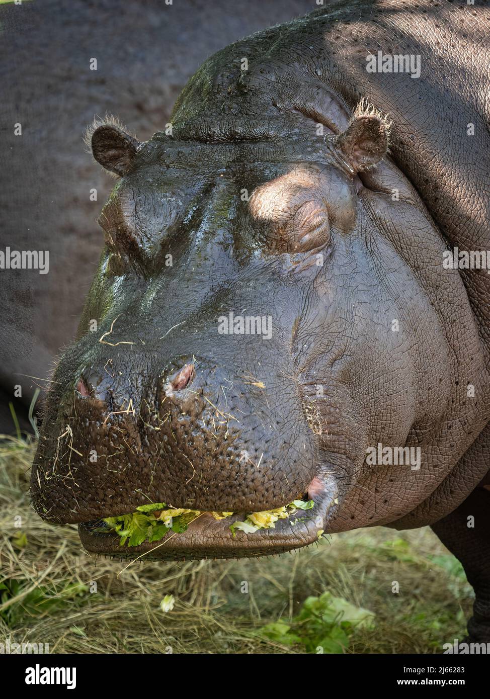 Closeup portrait of a Hippo (Hippopotamus amphibius) in a zoo (Vienna ...