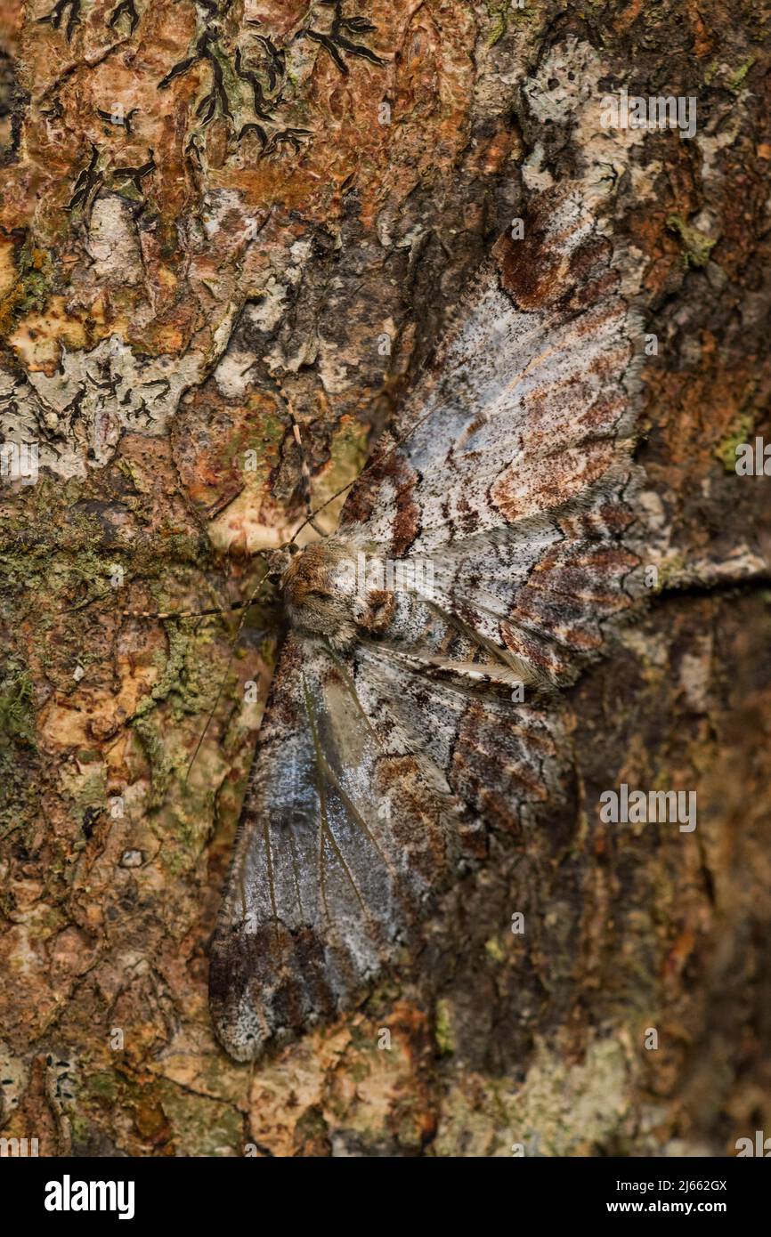 Geometer moth - Iridopsis appetens, beautiful masked moth from South ...