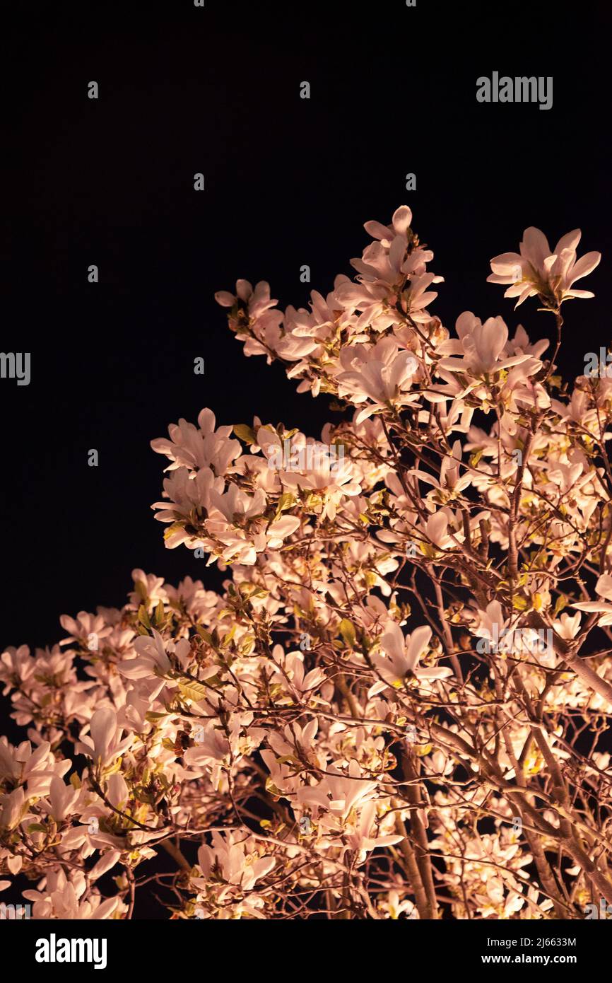 Magnolia Tree Illuminated Against Night Sky Stock Photo - Alamy