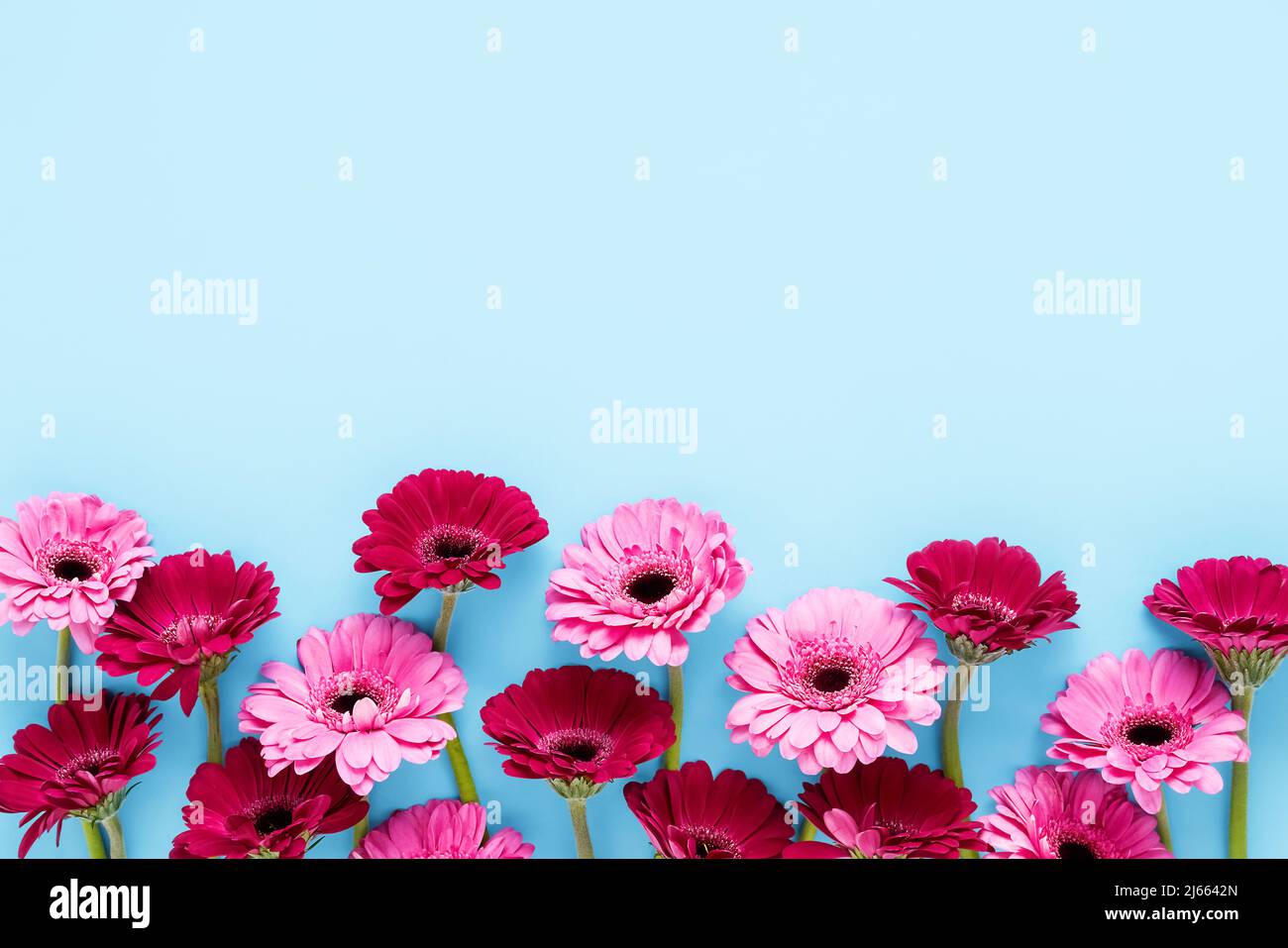 Light pink gerbera hi-res stock photography and images - Alamy