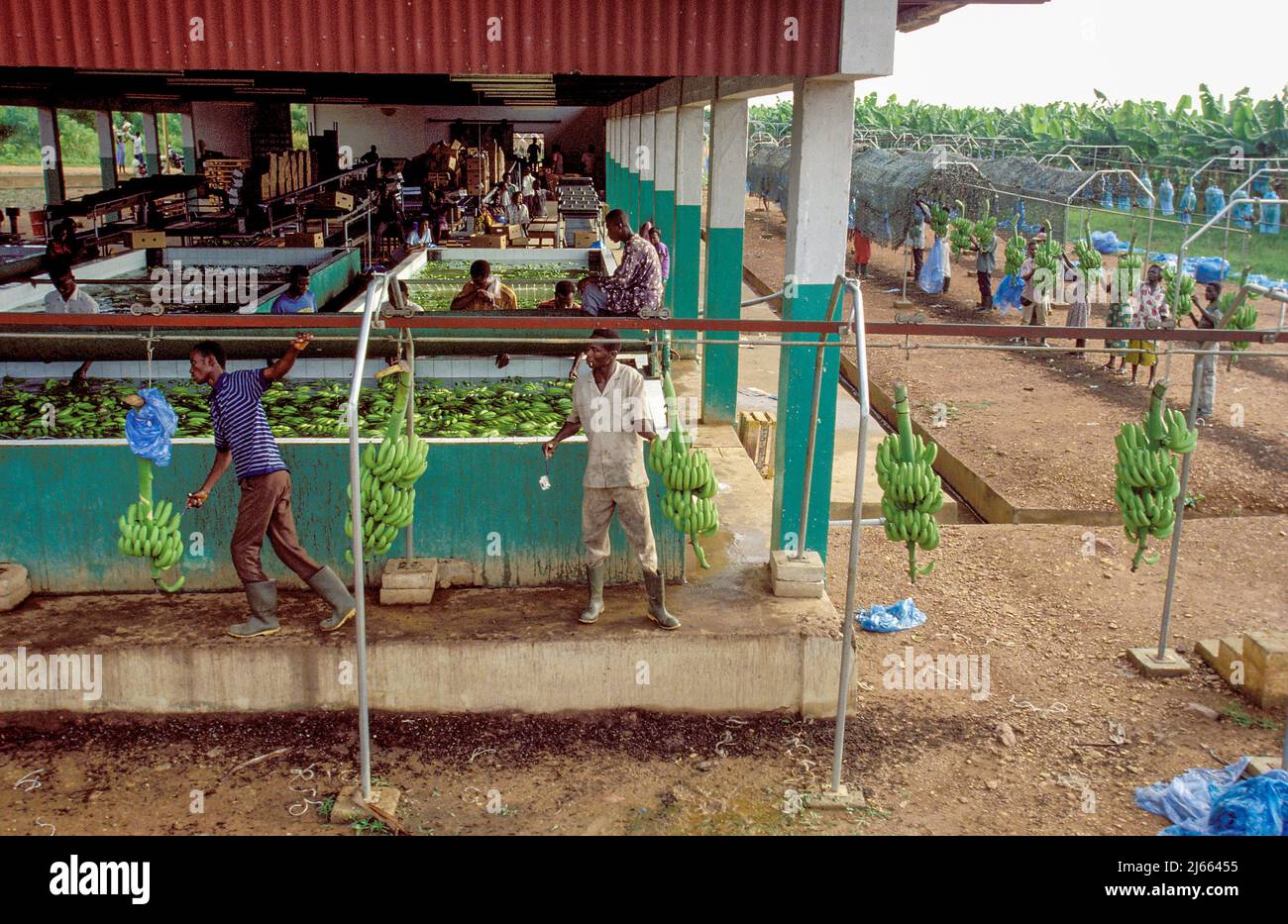 Ghana, New Akrade; view of a banana plantation Stock Photo - Alamy