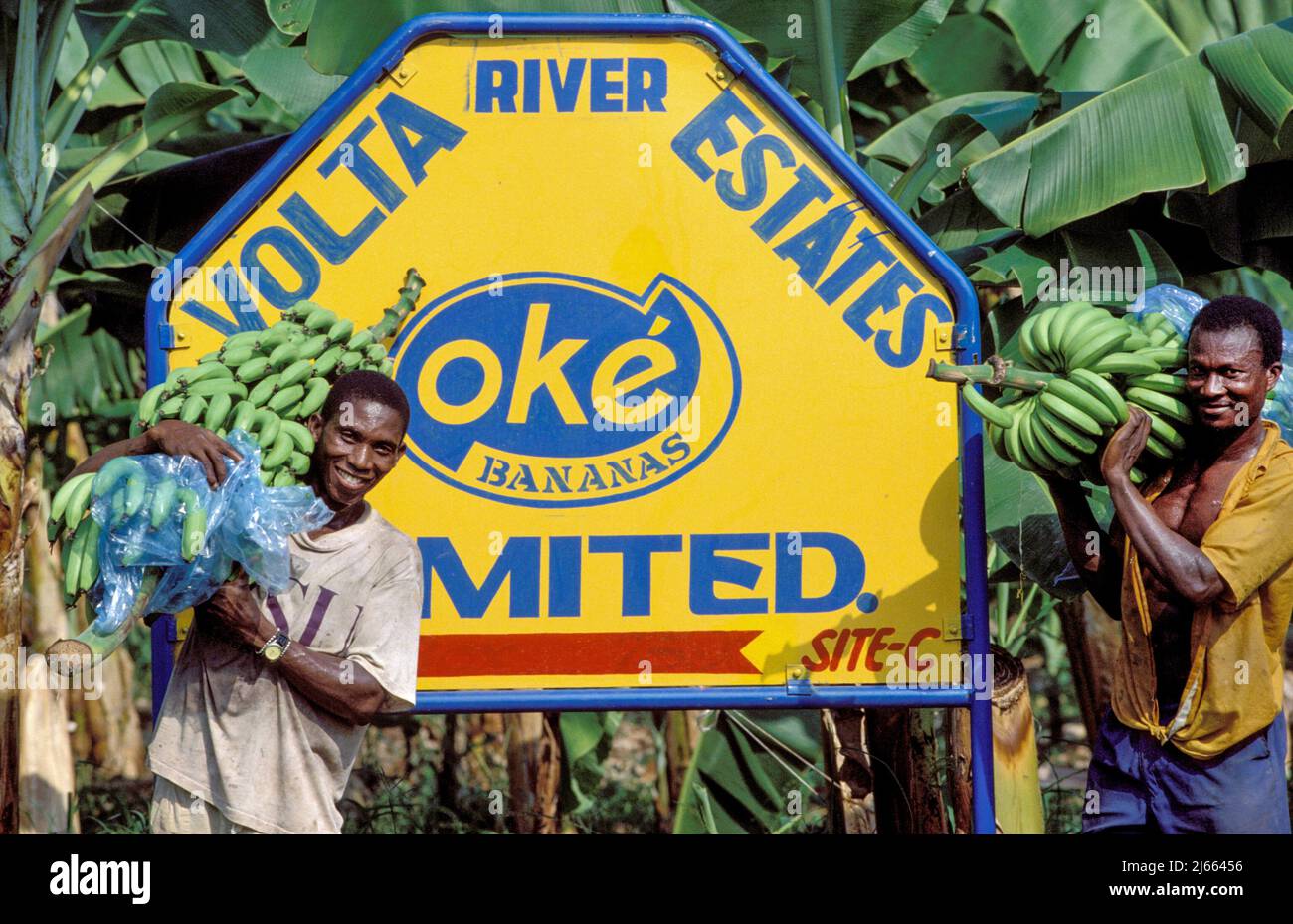 Ghana, New Akrade; two men on a fair trade banana plantation posing in ...