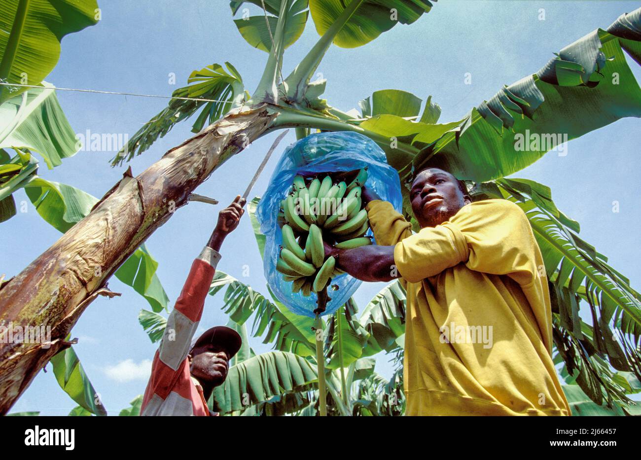 Ghana, New Akrade; men picking bananas Stock Photo - Alamy