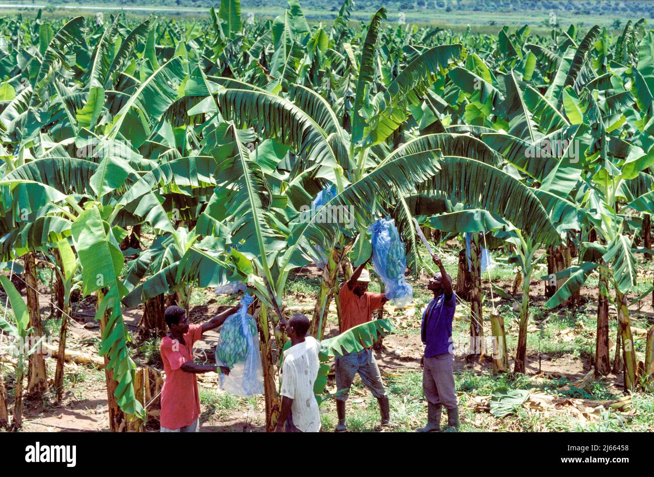 Ghana, New Akrade; men harvesting bananas Stock Photo - Alamy