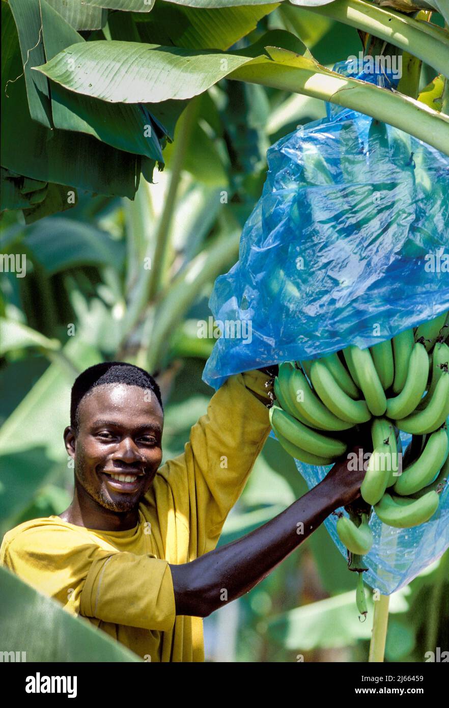 Ghana banana plantation hi-res stock photography and images - Alamy