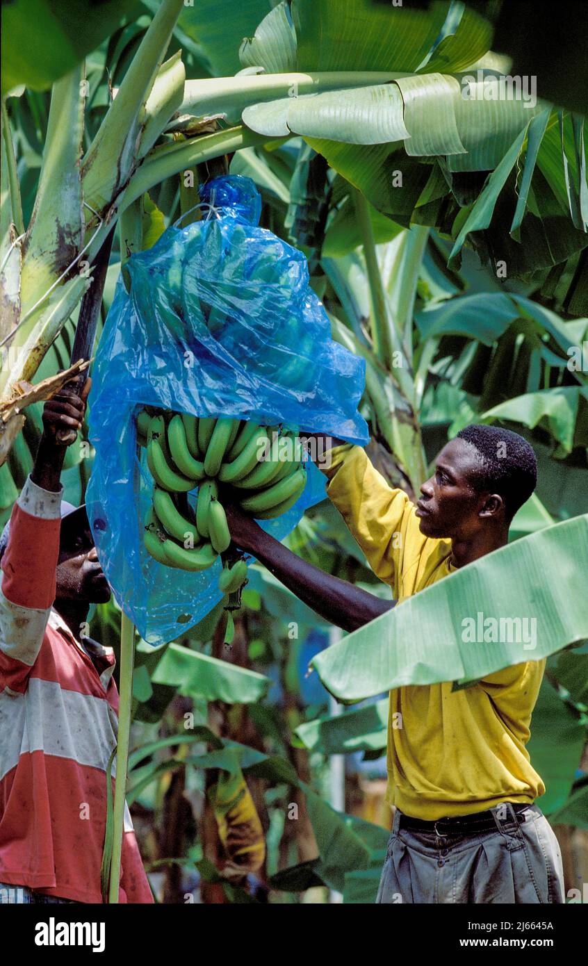 Ghana, New Akrade; men picking bananas Stock Photo - Alamy