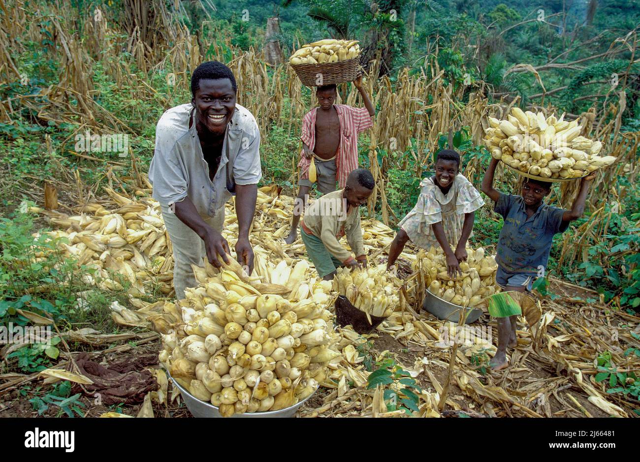 Ghana, Ashanti Province; harvesting maize Stock Photo - Alamy