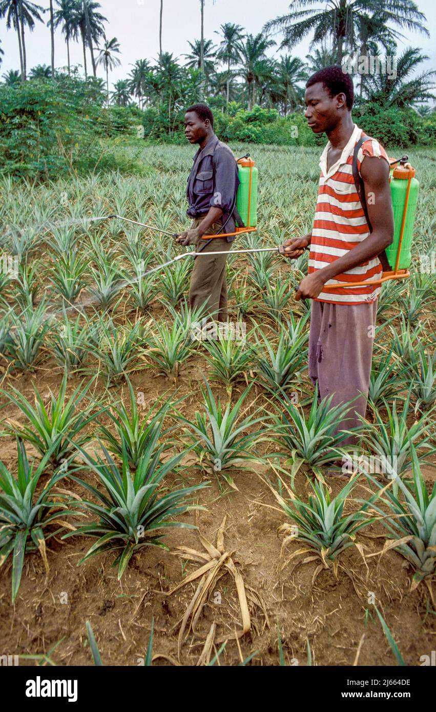 Ghana; two men spraying insecticide men irrigating a plantation Stock ...