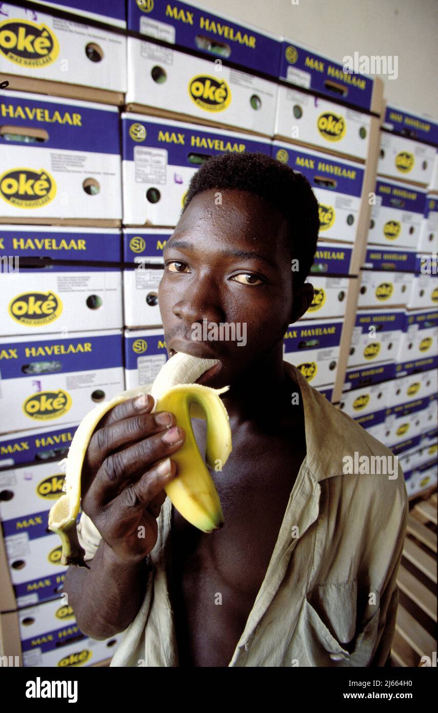 Man Eating Banana