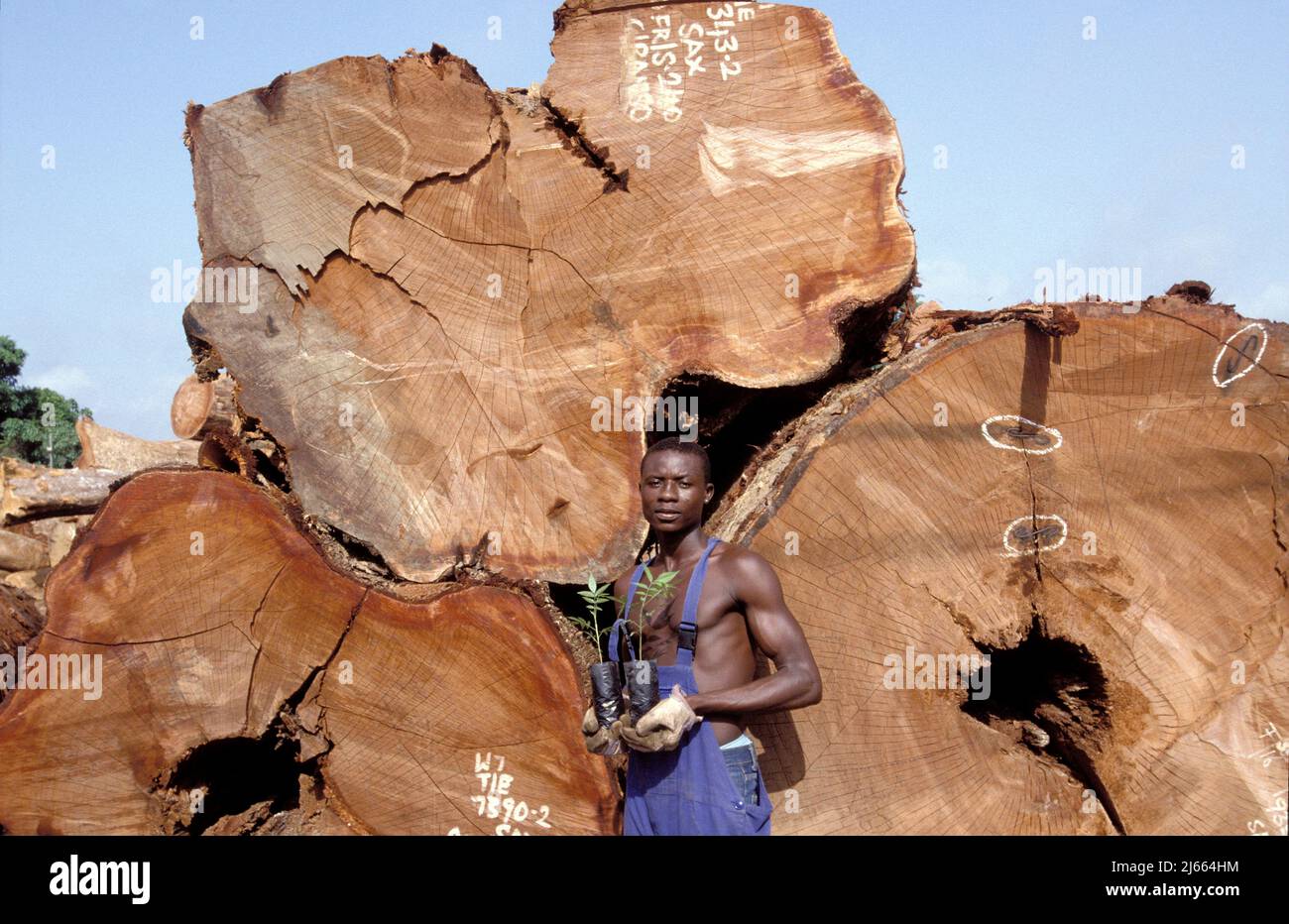Ghana, Tarkwa; site of forest cutting and reforestation Stock Photo - Alamy