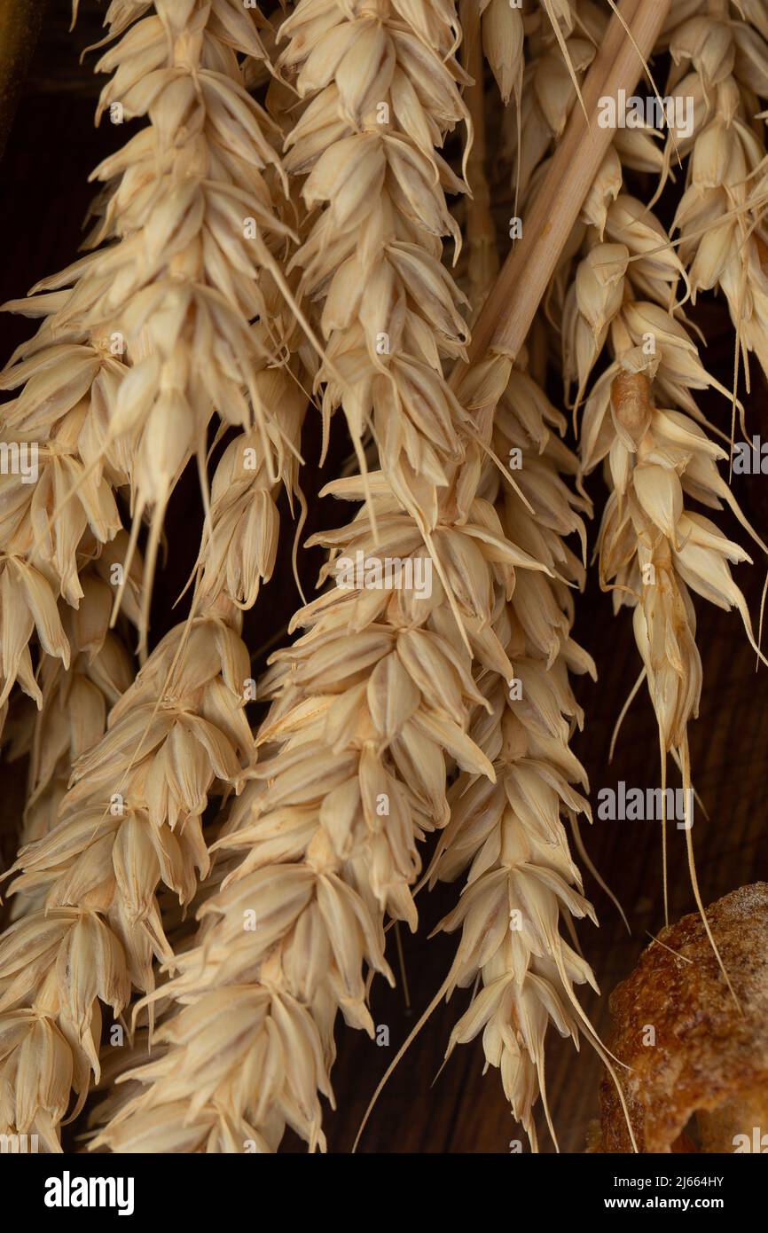 Wheat spikelets isolated on brown background. Wheat ears isolated ...