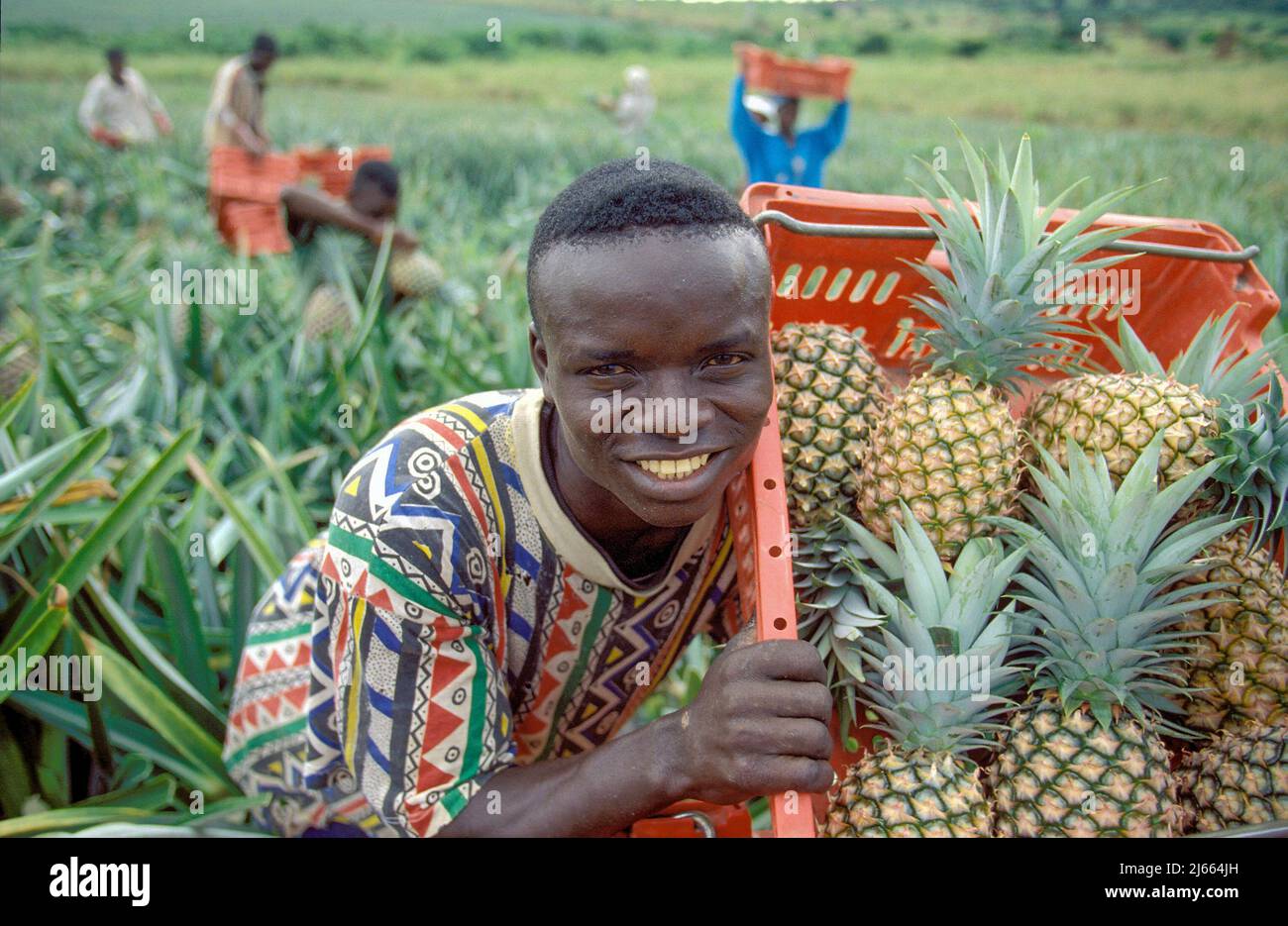 Pineapples plantation africa hi-res stock photography and images - Alamy
