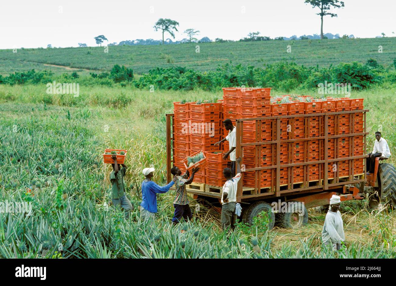 Ghana, Accra region; men loading the harvested pineapples Stock Photo ...