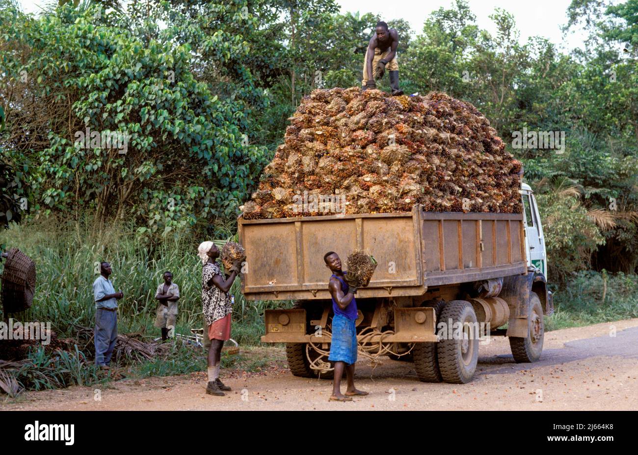 Ghana, Accra; men loading a lorry with palm seeds Stock Photo - Alamy