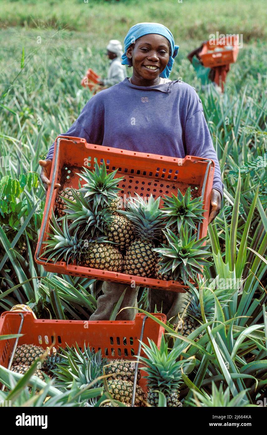 Pineapples plantation africa hi-res stock photography and images - Alamy