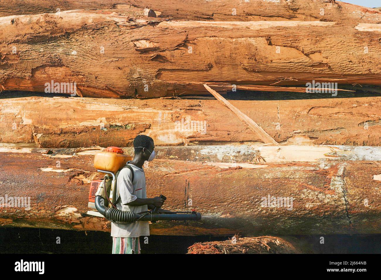 Ghana - Many types of bugs can bore into wood and make it home, from ...