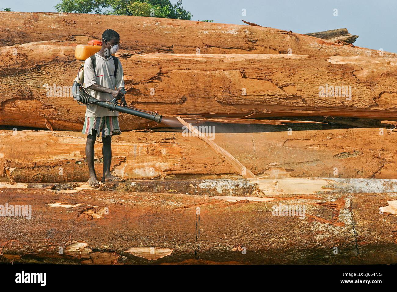 Ghana - Many types of bugs can bore into wood and make it home, from ...
