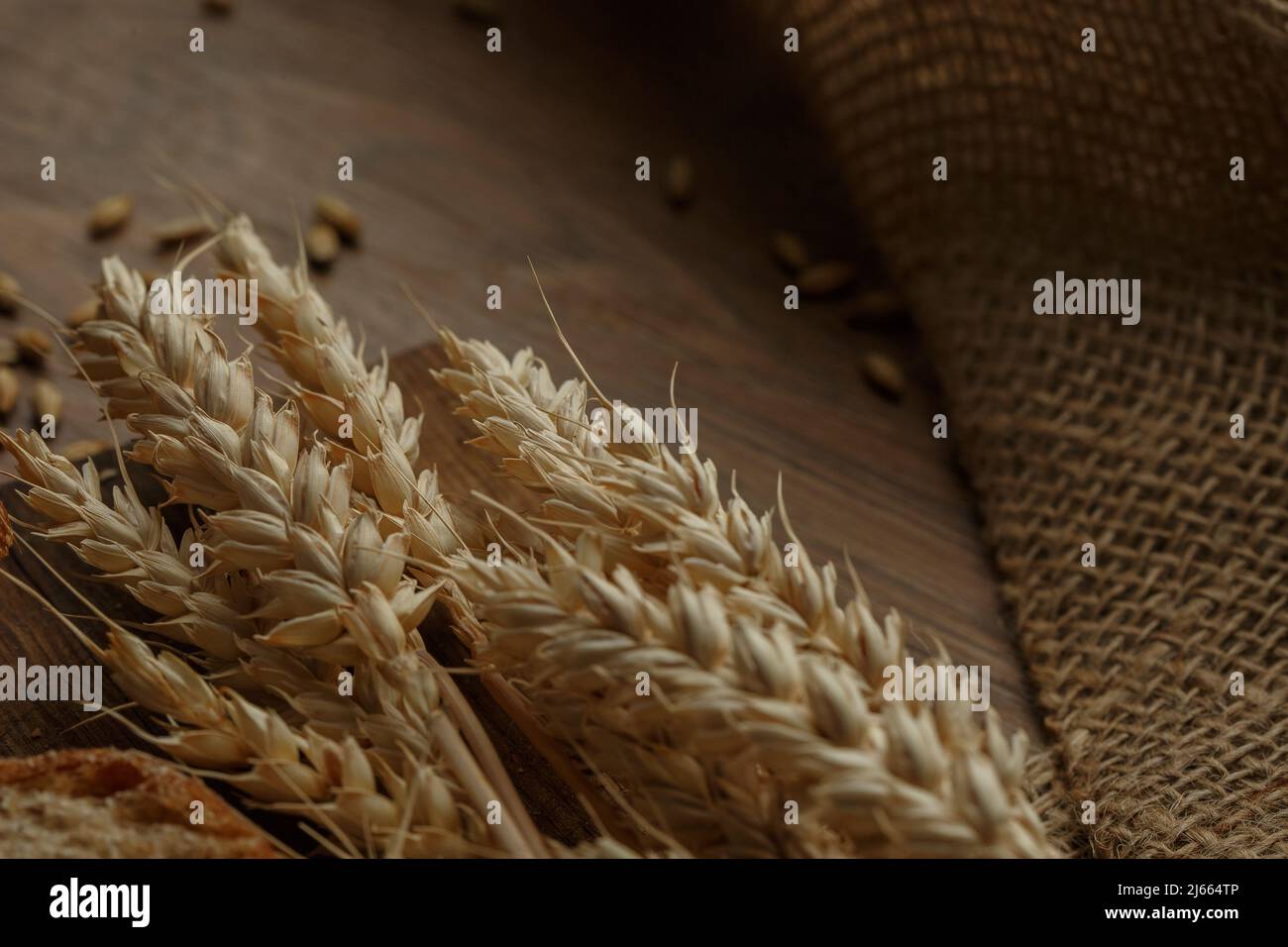 Wheat spikelets isolated on brown background. Wheat ears isolated ...