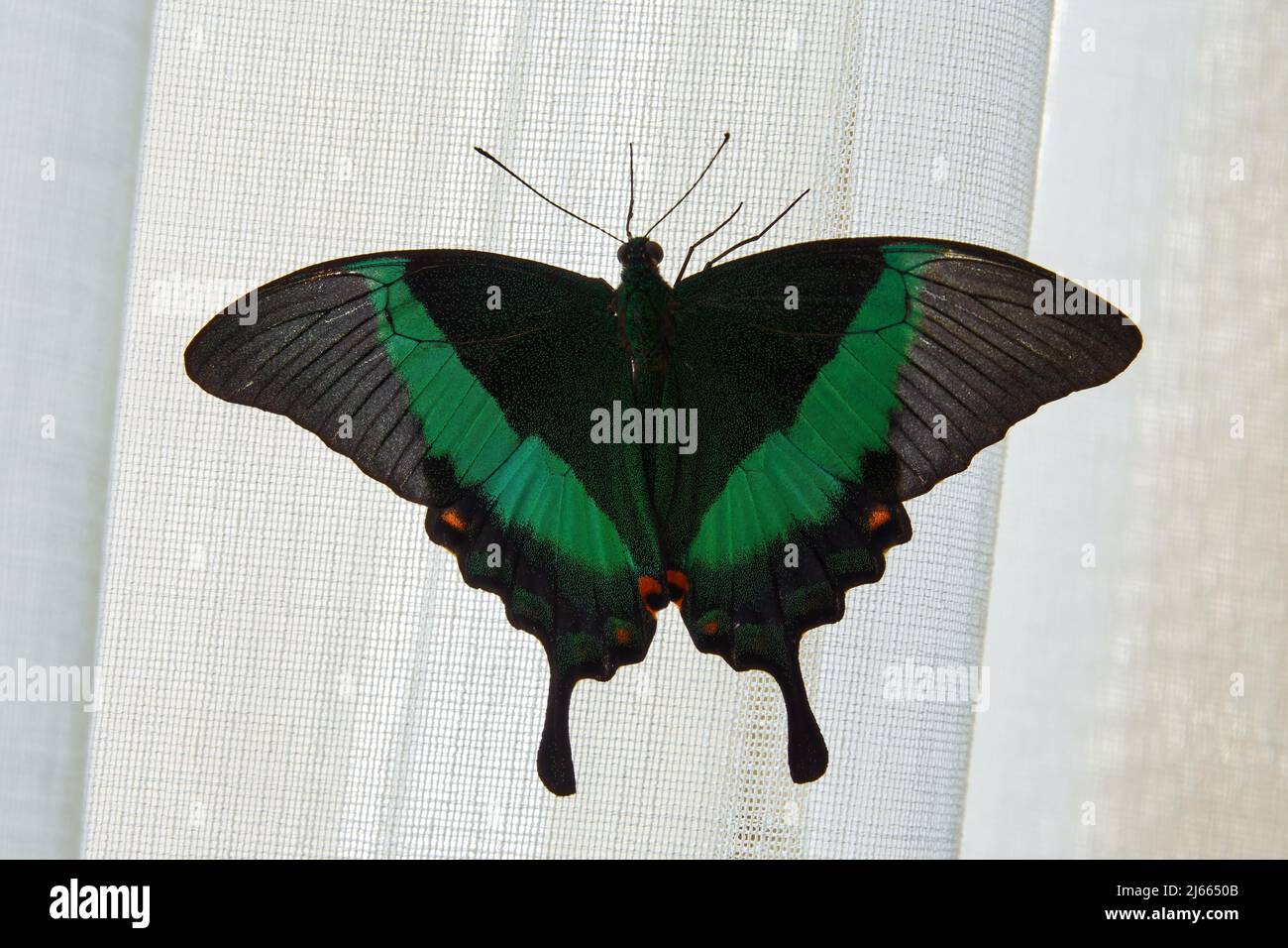 Big emerald papilio palinurus butterfly on the blue curtains in the ...