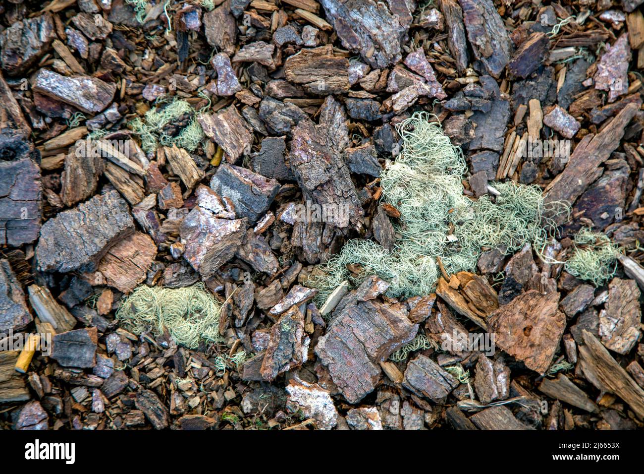 trunk cut texture Stock Photo - Alamy